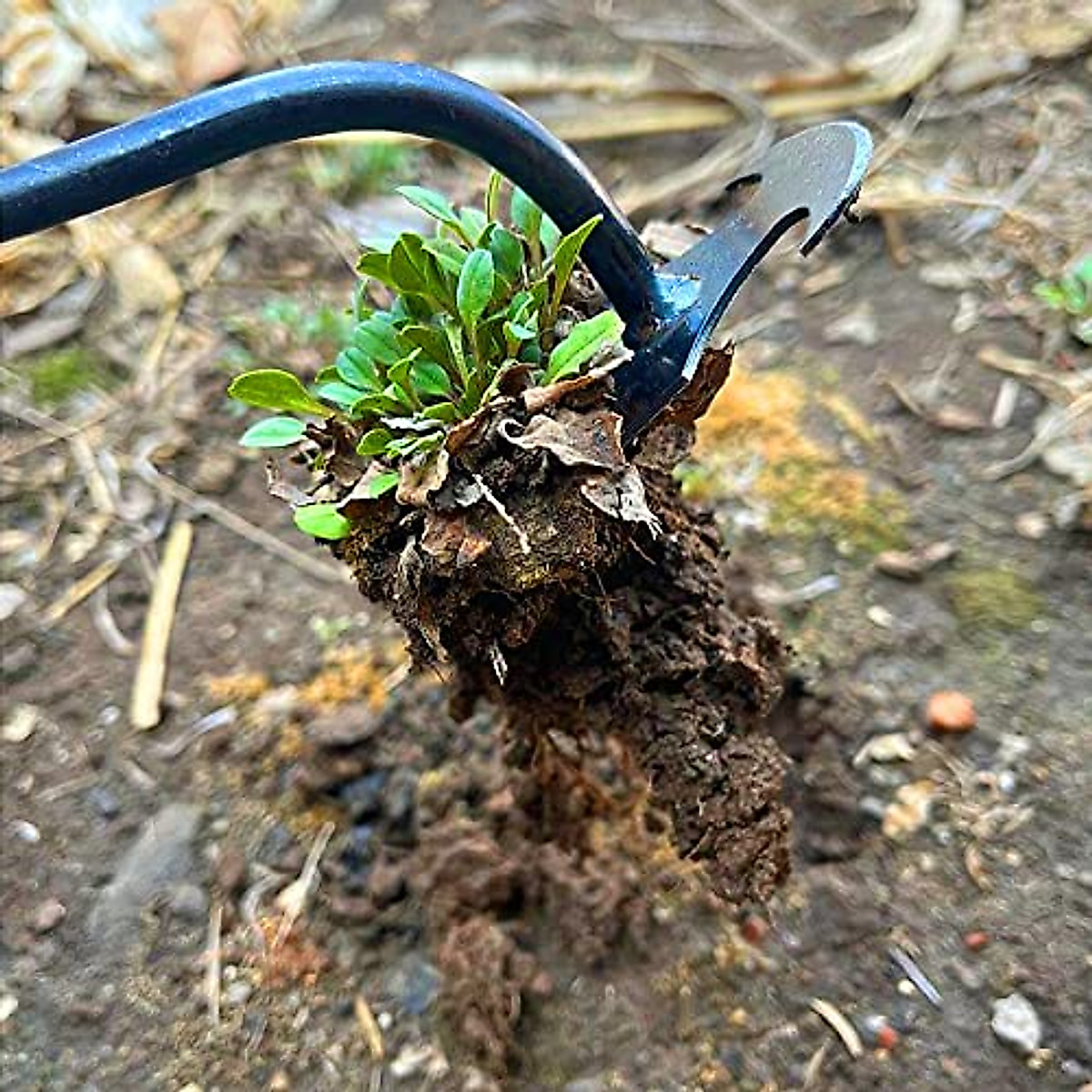 2023 New Weeding Artifact Uprooting Weeding Tool, Manganese Steel Forged Weed Puller 4 Teeth Dual Purpose Weeder, High Strength Hand Remover Tool for Garden (B)