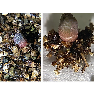 Organic Vermiculite Granules for Plants and Gardening (10 Quarts)