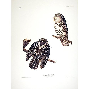 TengmalmÆs Owl. From"The Birds of America" (Amsterdam Edition)