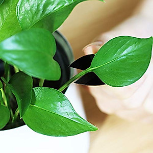 Anley 4" Sewing Scissors Set - Carbon Steel Trimming Nipper Yarn Lightweight Thread Cutter - Portable Mini Embroidery Clipper Stitching Snip for DIY, Household Supplies (12Pcs, Multicolor)