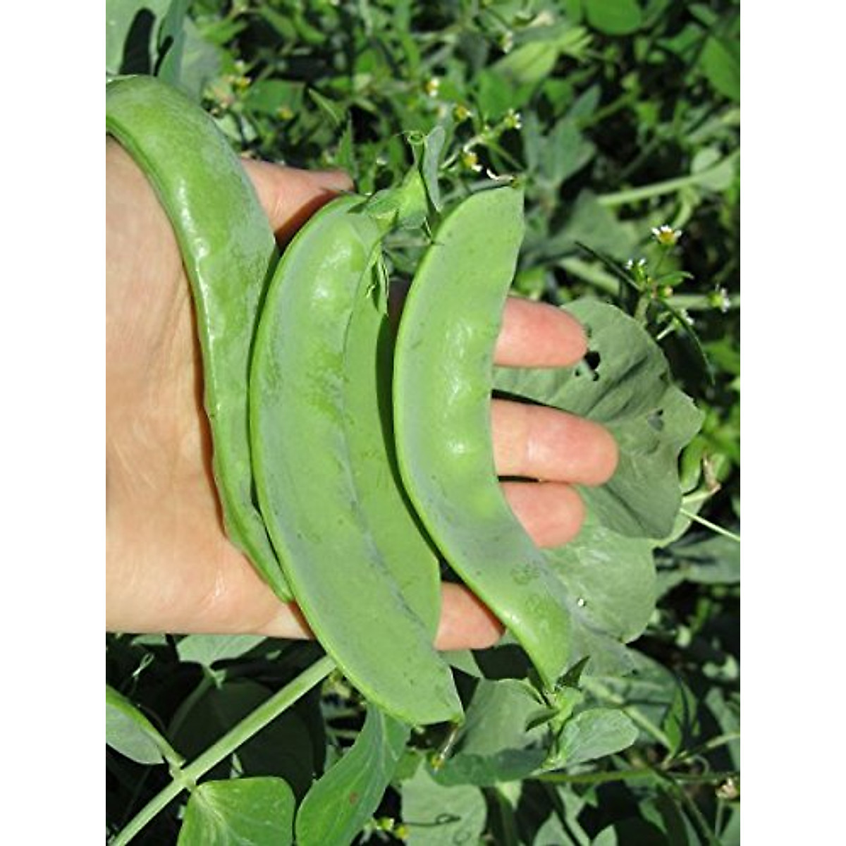 Oregon Giant Snow Pea Seeds for Planting, 25+ Heirloom Seeds Per Packet, (Isla's Garden Seeds), Non GMO Seeds, Botanical Name: Pisum sativum, Great Home Garden Gift