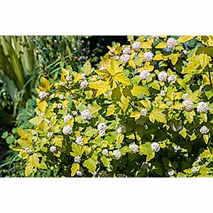 TriStar Plants - Common Ninebark - 1 Gallon Trade Pot - 2'-3'ft Tall - Physocarpus opulifolius - Flowering Shrub, Native, Attracts Pollinators, Fast Growing Trees