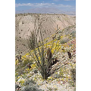 DesertUSA Desert Garden Seed Starter Kit