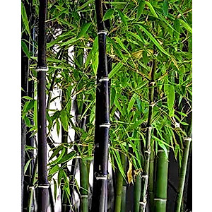Rare Black Bamboo Seeds for Planting - 50+ Seeds - Grow Black Bamboo, Privacy Screen, Good for Environment - Ships from Iowa