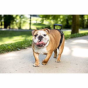 PetSafe CareLift Rear Support Harness - Lifting Aid with Handle and Shoulder Strap - Great for Pet Mobility and Older Dogs - Comfortable, Breathable Material - Easy to Adjust - Medium, Black