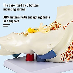 VEVOR Human Ear Anatomy Model, 5 Times Enlarged Human Ear Model, PVC Plastic Anatomical Ear Model for Education, Human Ear Anatomy Displaying Outer, Middle, Inner Ear with Base, 3pcs (2 Removable)