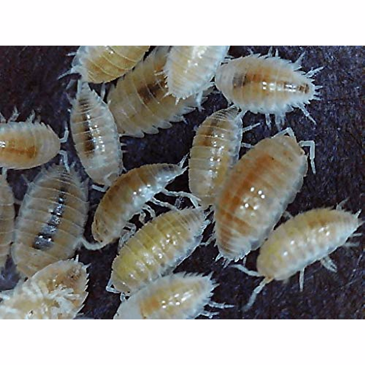 Critters Direct Dwarf White Isopods (Qty-100)