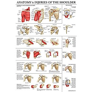 Palace Learning LAMINATED Anatomy and Injuries of the Shoulder Poster - Shoulder Joint Anatomical Chart