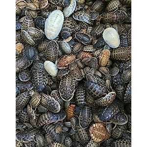 Live Dubia Roaches - 200 Medium Sized (3/8" to 3/4") Dubia Cockroaches - Living Pet Food for Reptiles, Amphibians, Rodents, Birds, Bearded Dragons, Leopard Geckos, Frogs, Tarantulas, Chameleons