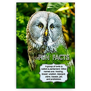 ANIMALS FUN FACTS postcard set of 20 postcards. Animal and bird post cards variety pack. Made in USA.