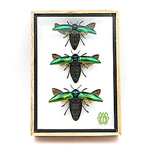 TAXIBUGS Jewel Beetle Mounts Insect Animals Taxidermy in Framed (3 Sternocera Aeguisignata)