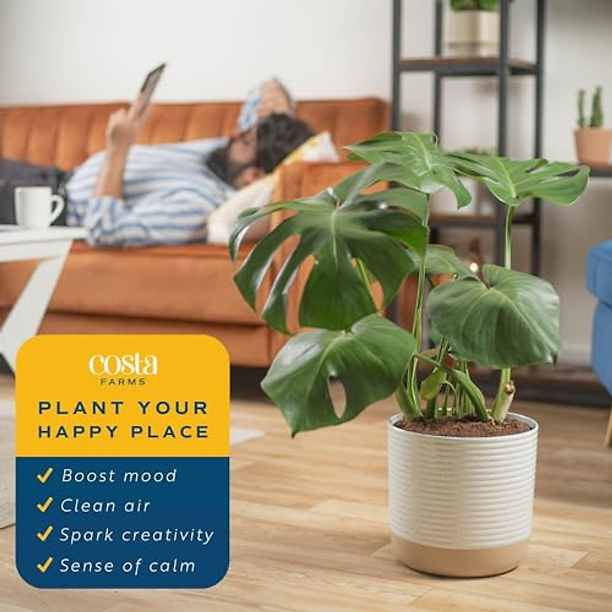 Costa Farms Monstera Swiss Cheese Plant, Live Indoor Plant, Easy to Grow Split Leaf Houseplant in Indoors Garden Plant Pot, Housewarming, Decoration for Home, Office, and Room Decor, 2-3 Feet Tall