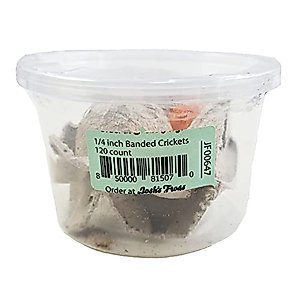 Josh's Frogs 1/4" Banded Crickets (120 Count)