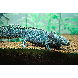 AQUATICBLENDEDFOODS ABF Axolotl Food Mix, Soft BITS & Mini Sticks,Bloodworm,Earthworm,Krill,ABF284 (3oz) - Heat Sealed for Freshness - 24HR Ship