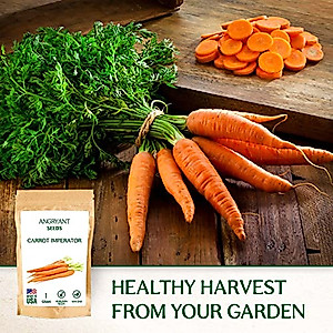Imperator Carrot Seeds for Planting - 914+ Heirloom, Non-GMO Seeds - 100% USA Grown - Easy to Grow Long Tapered Carrots with Sweet Flavor - Suitable for Indoors and Outdoors Home Vegetable Garden