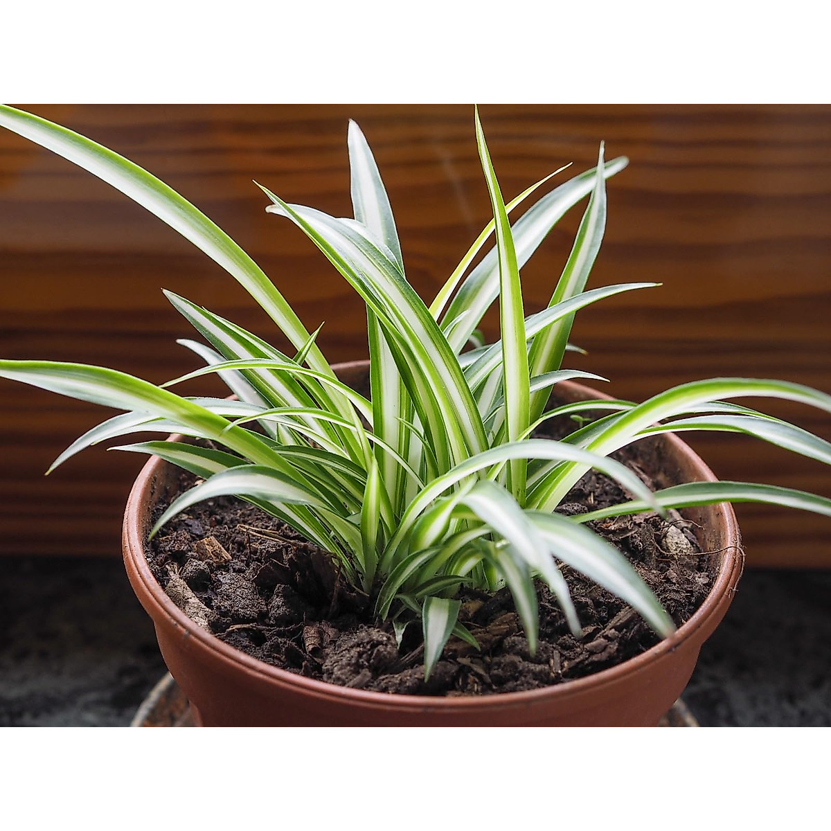 Enchanting Spider Plant - 3 Live Starter Plants in 2 Inch Pots - Chlorophytum Comosum - Nature's Green Symphony for Your Home