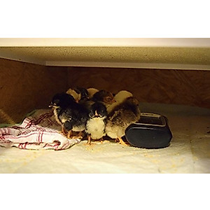 SWEETER HEATER Infrared Heater for Chicks & Pets, Side Mount 11x11, 32 Watt