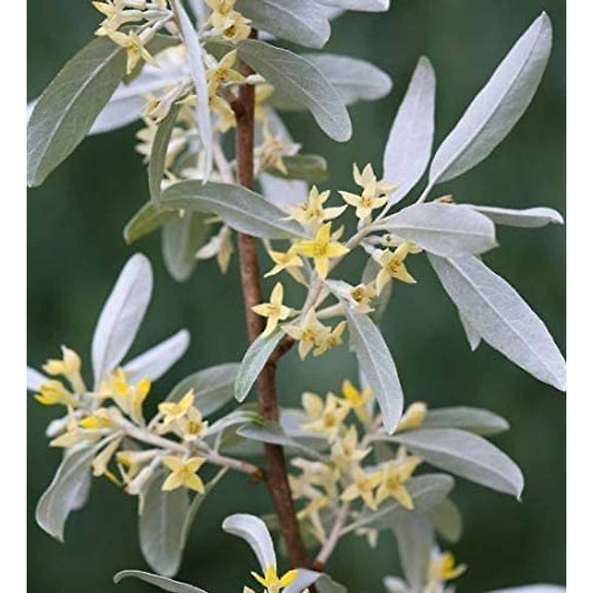 One White Willow Tree - Silver Leafs Shimmer in The Sun - One Cutting to Grow, Beautiful Outdoor Shade or Privacy Trees