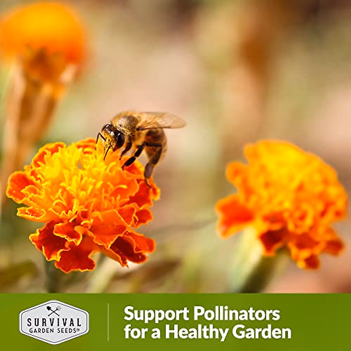 Survival Garden Seeds - French Sparky Marigold Seed for Planting - 5 Packs with Instructions to Plant and Grow Large Tagetes Patula Flowers in Your Home Vegetable Garden - Non-GMO Heirloom Variety