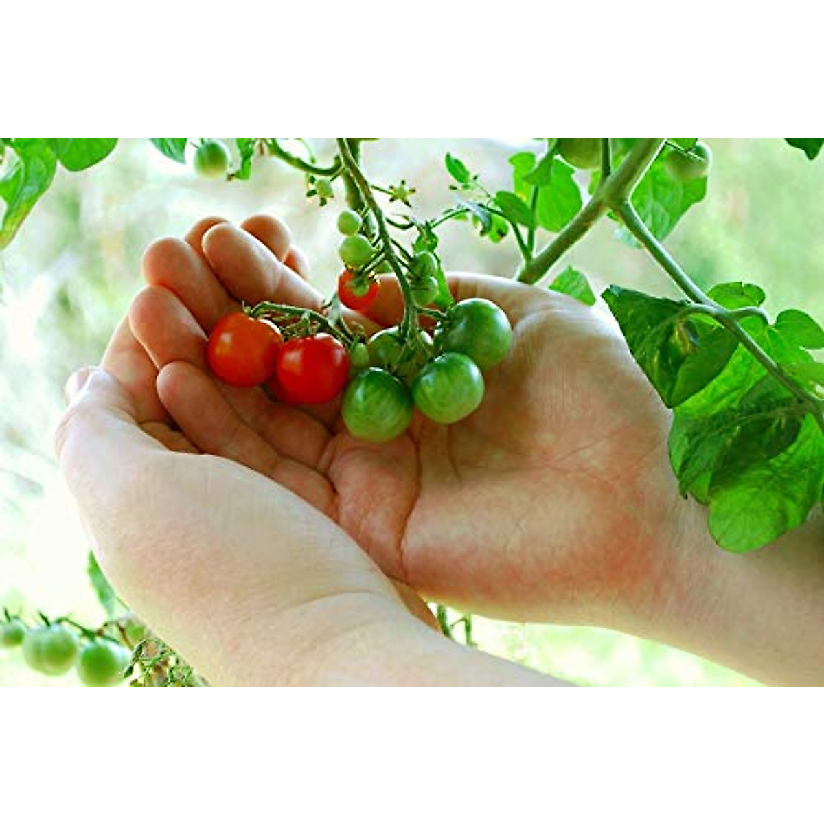 50 Tiny Tim Tomato Seeds - Patio Tomato, Dwarf Heirloom, Cherry Tomato - by RDR Seeds
