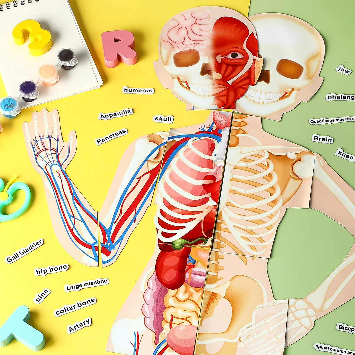 Capoda 63 Pieces Human Body Magnetic Puzzle Set Human Skeleton Organs Muscles Anatomy Magnetic Accents Body Parts Recognition Learning Kit for Home Decoration