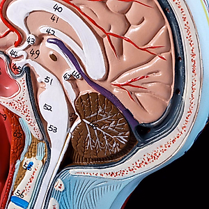 Abicial Human Anatomical Half Head Face Anatomy Medical Brain Neck Median Section Study Model Nerve Blood Vessel for Teaching Learning Tool