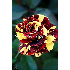 Dichondra Fresh 200 Pcs Rainbow Rose Flower Seeds for Planting Black