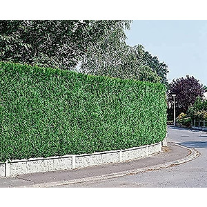 Green Giant Arborvitae | 3 Live 1 Gallon Trees | Thuja Plicata | Evergreen Privacy Screening Plants
