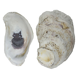 U.S. Shell, Oyster Shells, 4 to 5 inches, 3.75"-5", 20 Count