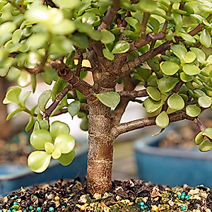 Brussel's Live Dwarf Jade Indoor Bonsai Tree in Water Pot - 5 Years Old; 6" to 10" Tall with Humidity Tray & Deco Rock