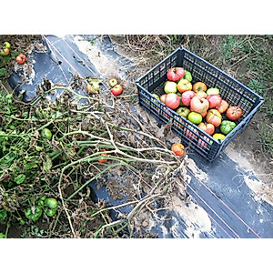 WWJD Worm Farm - 25 Red Wigglers - Garden Worms