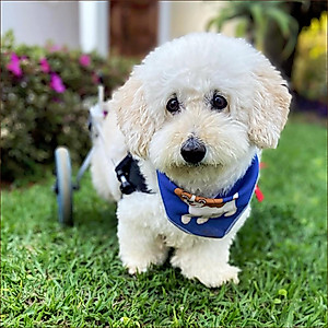 Best Friend Mobility Dog Wheelchair - X-Small