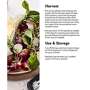 Burpee Cherry Belle Radish Seeds 1000 seeds