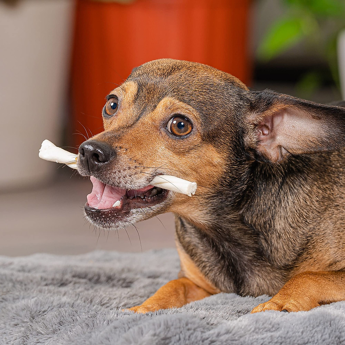 Suretails Bundle of Teeth Cleaning Durable Natural Rubber Pe, and Twistedz American Beefhide 5" Twist Sticks Dog Chew Treats w R, Pack of 2