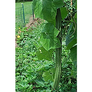 Gaea's Blessing Seeds - Luffa Gourd Seeds (3.0g) - Bonanza Heirloom - Non-GMO Seeds with Easy to Follow Planting Instructions - Heirloom Sponge Ridged Loofah Muop Huong 94% Germination Rate
