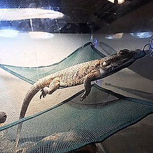 ADOGGYGO Bearded Dragon Lizard Hammock Reptile Hammock Lounger Ladder Bearded Dragon Hammock Accessories for Bearded Dragons Geckos Lizards Reptile (Green)