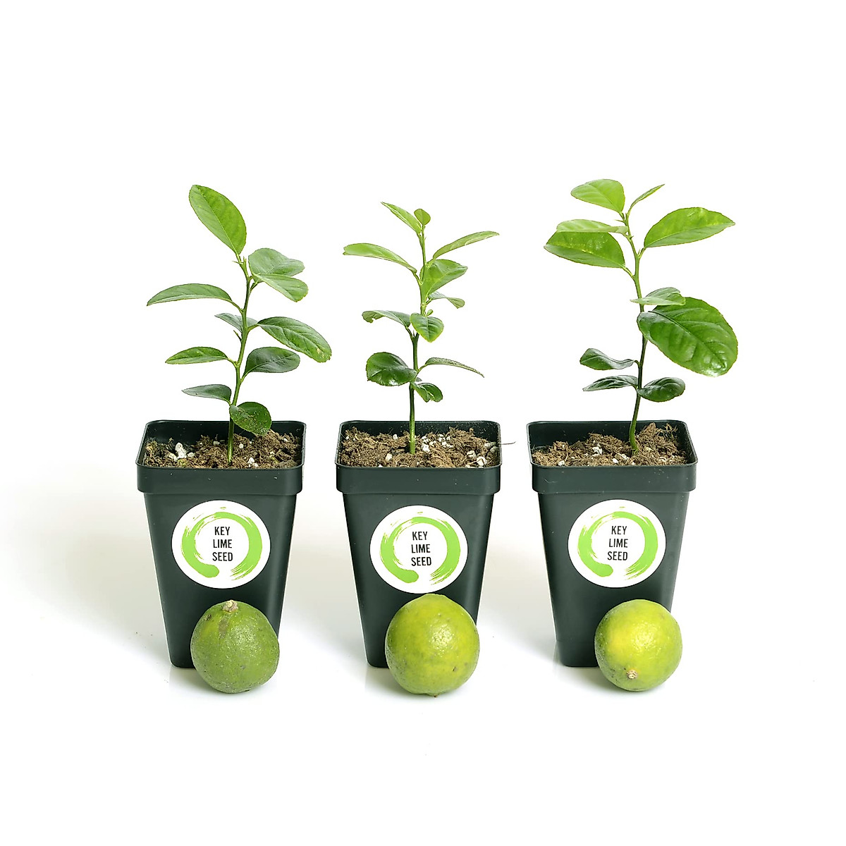 Gerald Winters and Son Key Lime Tree Starter Plant . Citrus aurantifolia. 3” - 5”