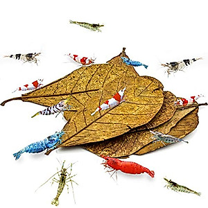 SunGrow Catappa Indian Almond Leaves for Shrimp Aquariums, 4-7 Inches Long Leaf (10 Pcs), Lowers Your Tank's pH and Pet Stress, Creates Better Habitat Environment, Unique Practical Aquarium Tank Decor