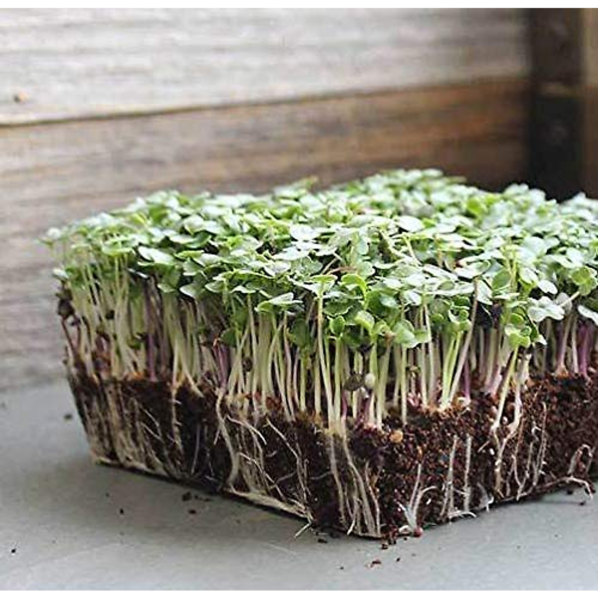 "Basic Salad Mix" Microgreens Seeds for Planting, 300+ Premium Heirloom Seeds, Indoor/Outdoor, (Isla's Garden Seeds), Non GMO, 85-90% Germination, Fun Home Garden Gift