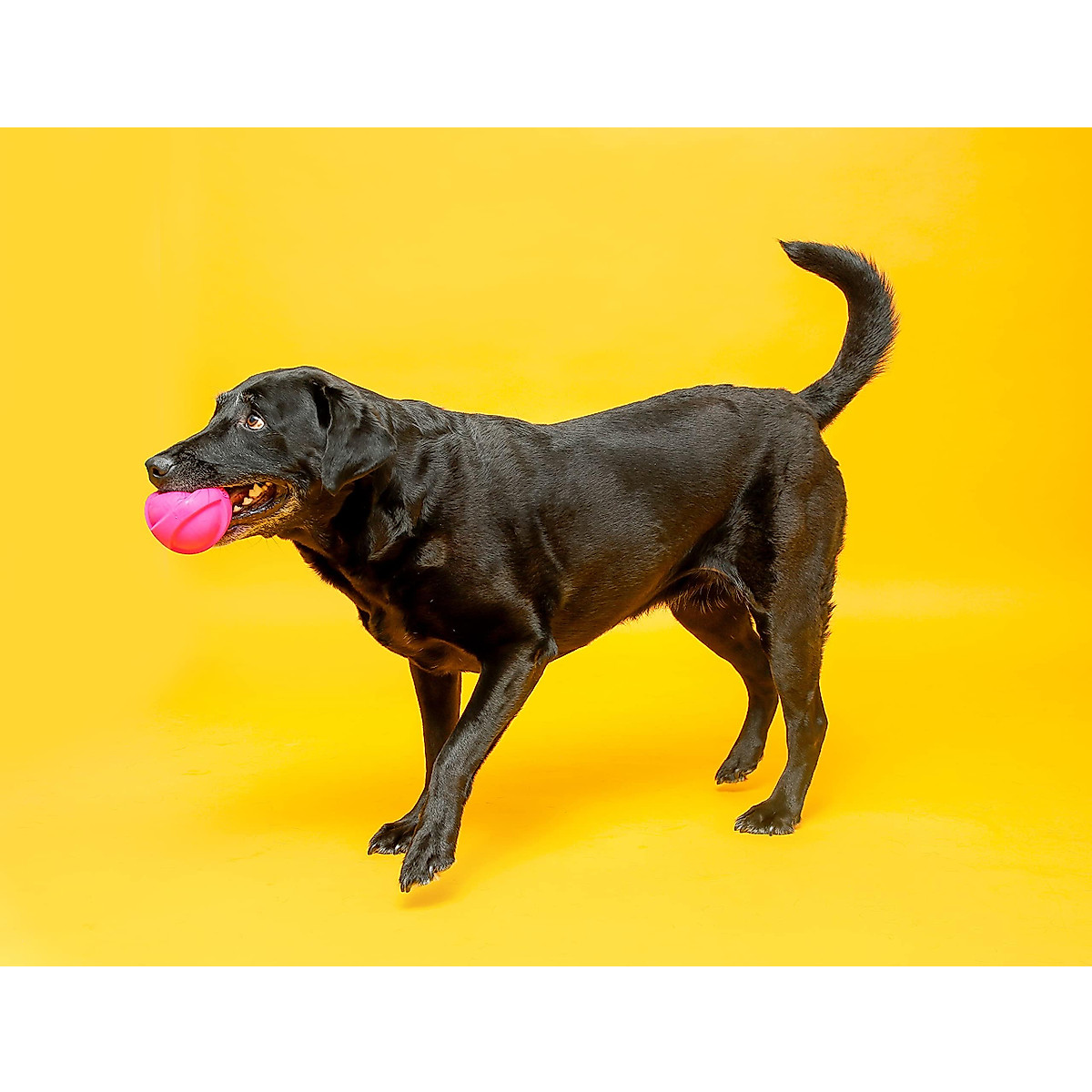 Hartz DuraPlay Ball Squeaky Latex Dog Toy, Neon Green, Neon Pink & Neon Orange, Large 3 Count Pack