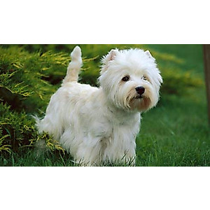 I Love My Pets Dog itching Skin Relief Supplements - Dog Allergy Relief - Itch Relief - Premium Quality - Dog Allergy Itchy Paws - 1 Bottle (75 Treats)