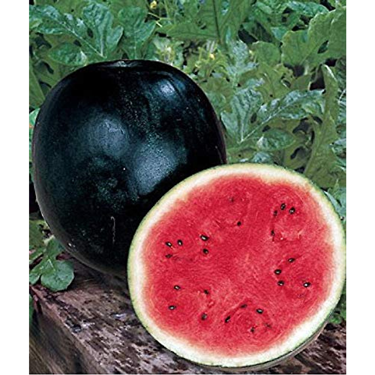 CEMEHA SEEDS Watermelon Black Beauty Early Rare Giant Fruit Heirloom Organic Non-GMO