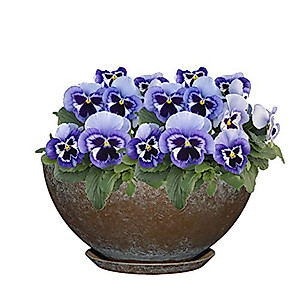 Classic Home and Garden 807-188T Premiere Collection Planter, Vogue 8", Earth