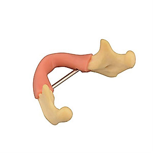 Ultrassist Mandible with Soft Tissue for Drilling Practice, Basic Implant Training Model with Practice Soft Artificial Tissue, Great Dental Training Tooth for Dental Implant Practice