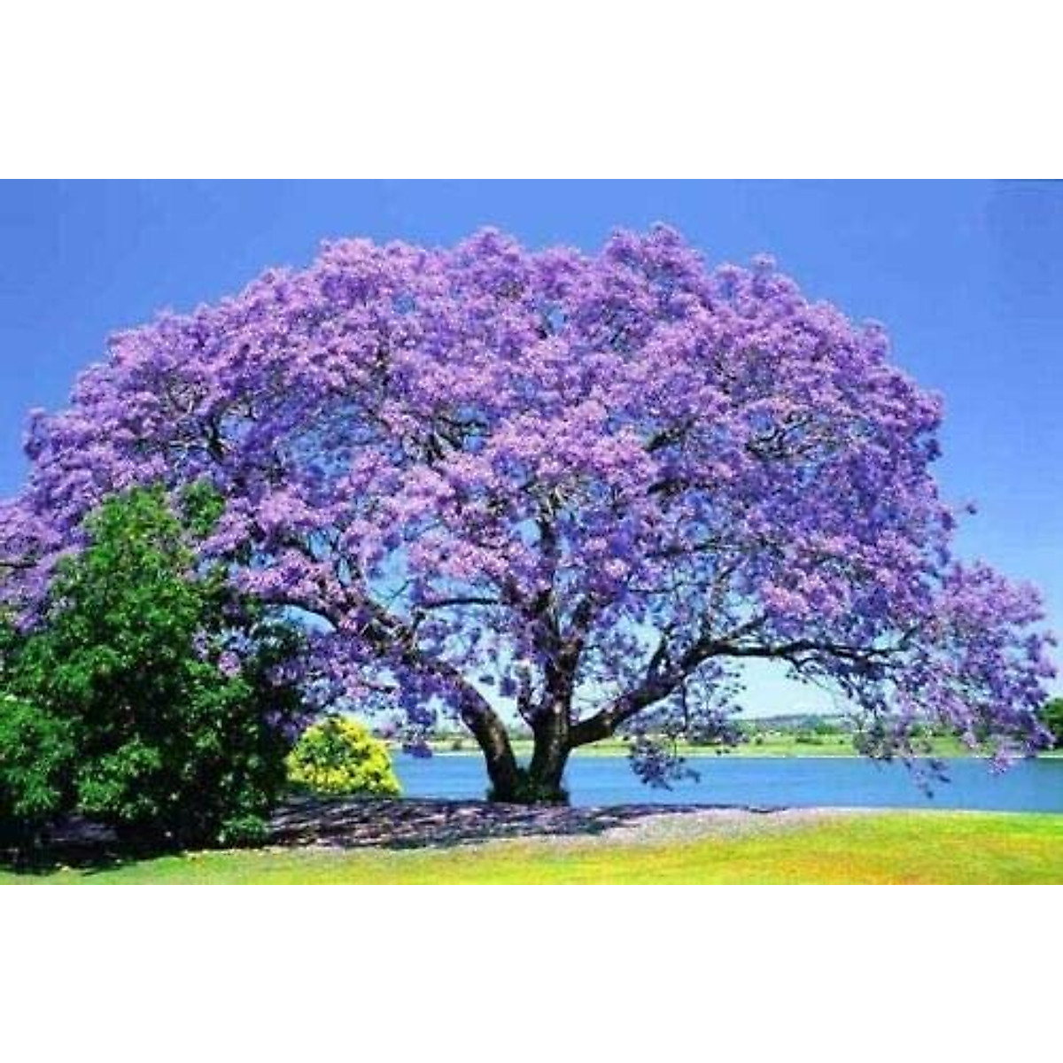 Beautiful Flowering Blue Jacaranda Tree Plant 5-11" Tall Potted (no California)