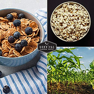 Survival Garden Seeds - Strawberry Popcorn Seed for Planting - Packet with Instructions to Plant and Grow Garnet Kernel Ornamental Popcorn in Your Home Vegetable Garden - Non-GMO Heirloom Variety