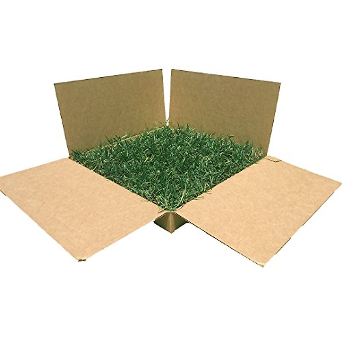 Zoysia Sod Slab for Plugs