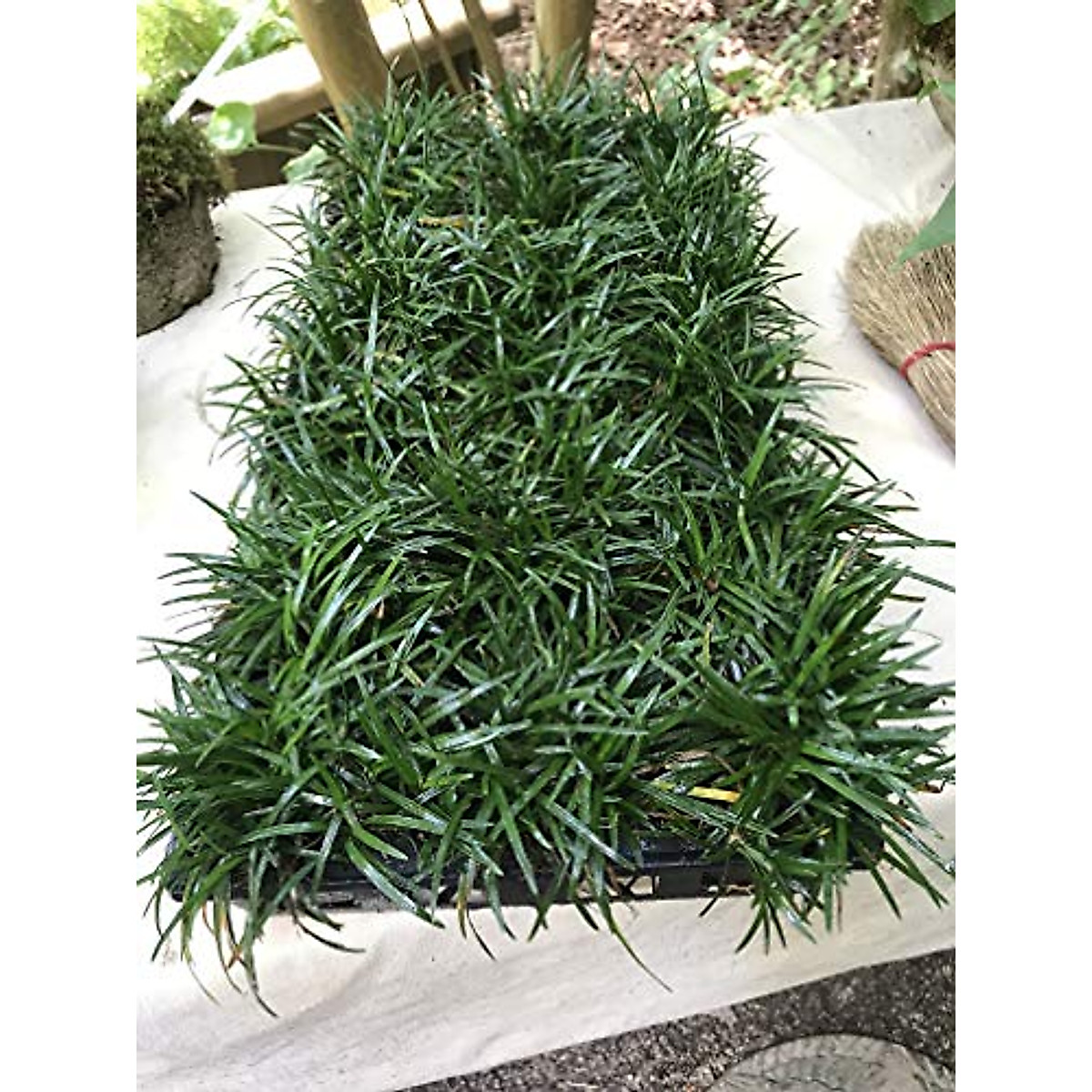 Dwarf Mondo Grass (Ophiopogon japonicus 'Nana') 18 Count Flat, 3.5" pots