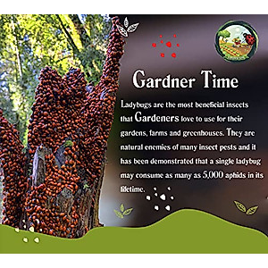 Gardner Time 150 Live Ladybugs - Good Bugs for Garden - Ladybugs - Guaranteed Live Delivery