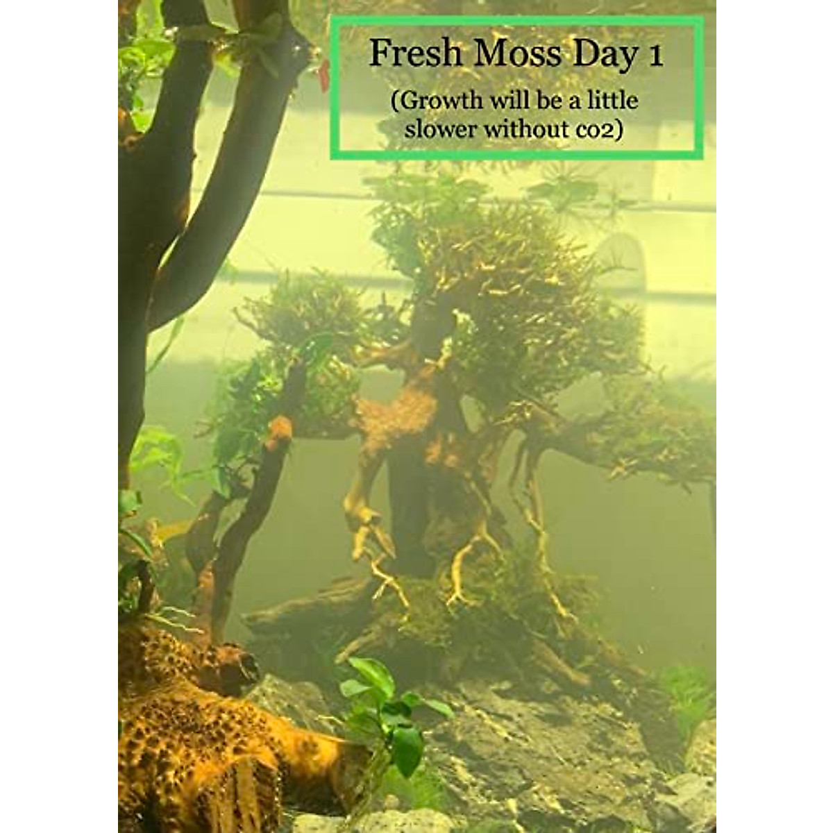 Christmas Moss Vesicularia Montagnei Live Freshwater Aquarium Plants Buy 2 Get 1